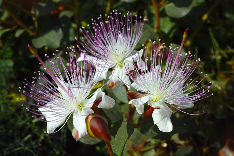 Caper plant in bloom stock photo. Image of capparaceae - 16762882