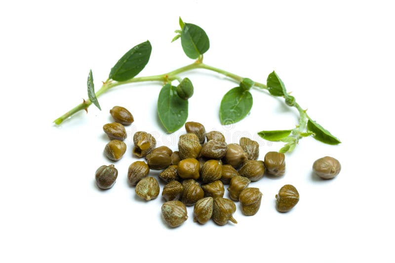 Caper with Green Leaves and Flower on White Background Stock Photo ...
