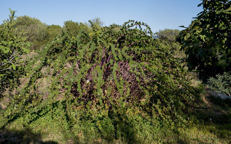 Caper plant in bloom stock photo. Image of capparaceae - 16762882