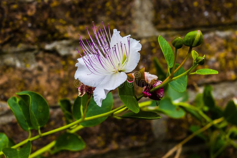 Capers Flower with Green Leaves and Bud Stock Image - Image of ...