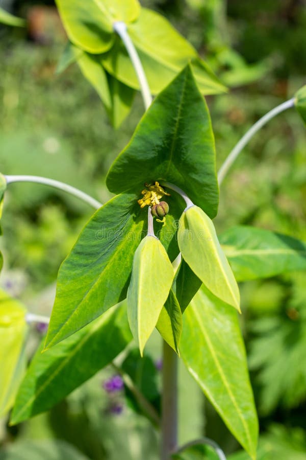 Caper Spurge, Euphorbia Lathyris Stock Photo - Image of green, spring ...
