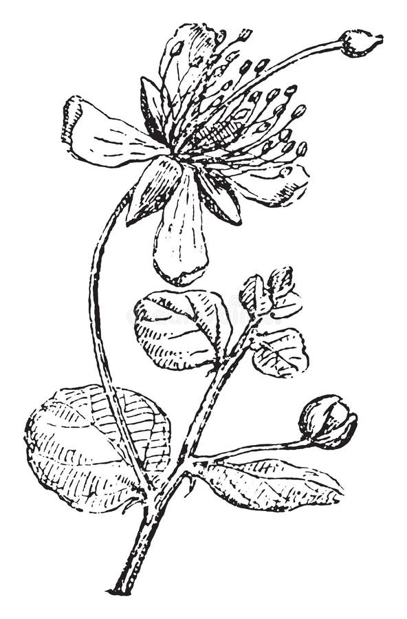 Caper Stock Illustrations – 325 Caper Stock Illustrations, Vectors ...