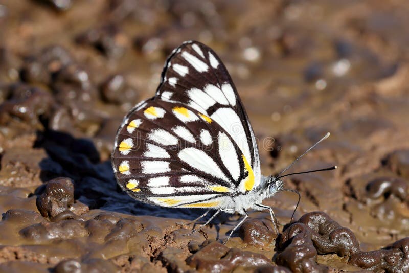 Caper White Butterfly stock image. Image of drinking - 202513985