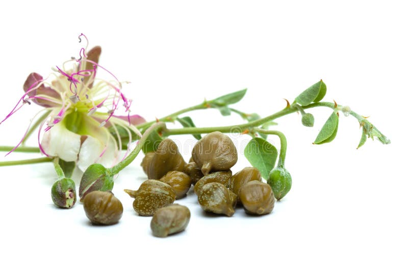 Capers, Green Leaves and Caper Flower on White Stock Image - Image of ...