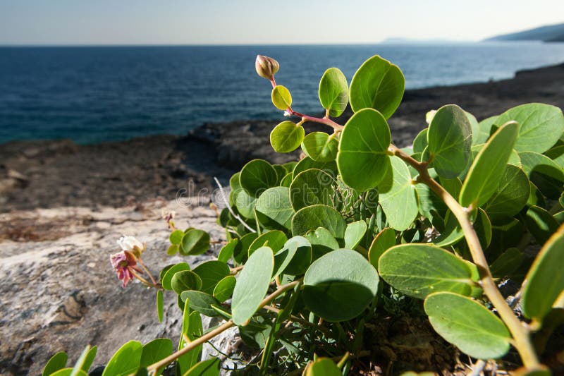 Capers plant stock photo. Image of spinosa, food, plant - 58151600