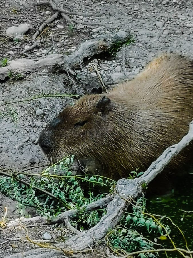 Capibara stock foto. Image of zout, dier, amerika - 123470912