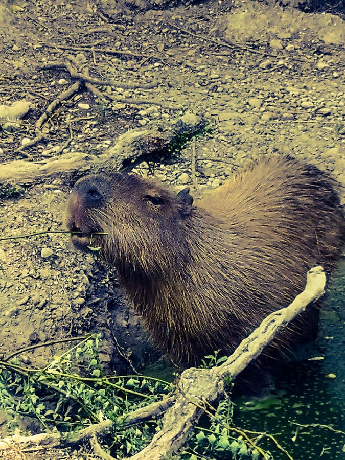 Capibara stock foto. Image of zout, dier, amerika - 123470912