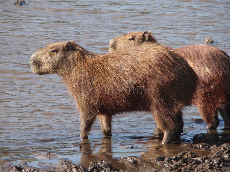 Capibara stock image. Image of sunbath, capivara, capibara - 13785063