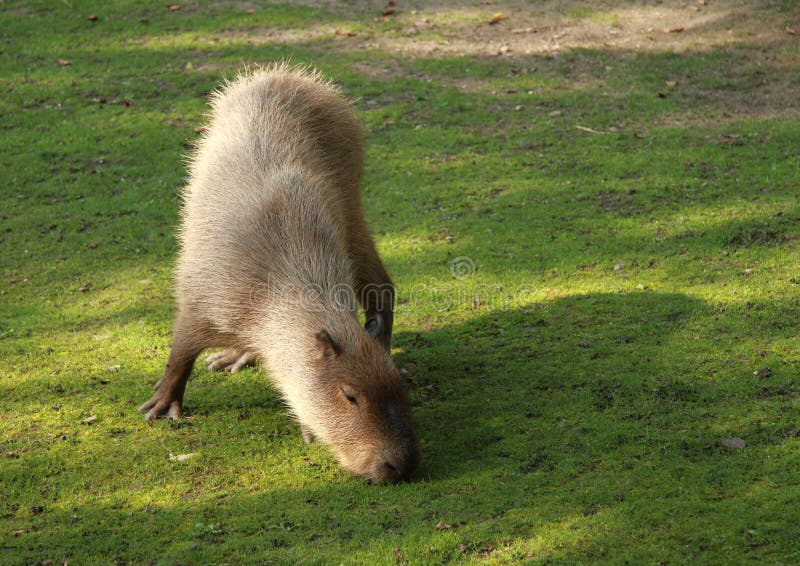 179 Capybara Standing Stock Photos - Free & Royalty-Free Stock Photos ...