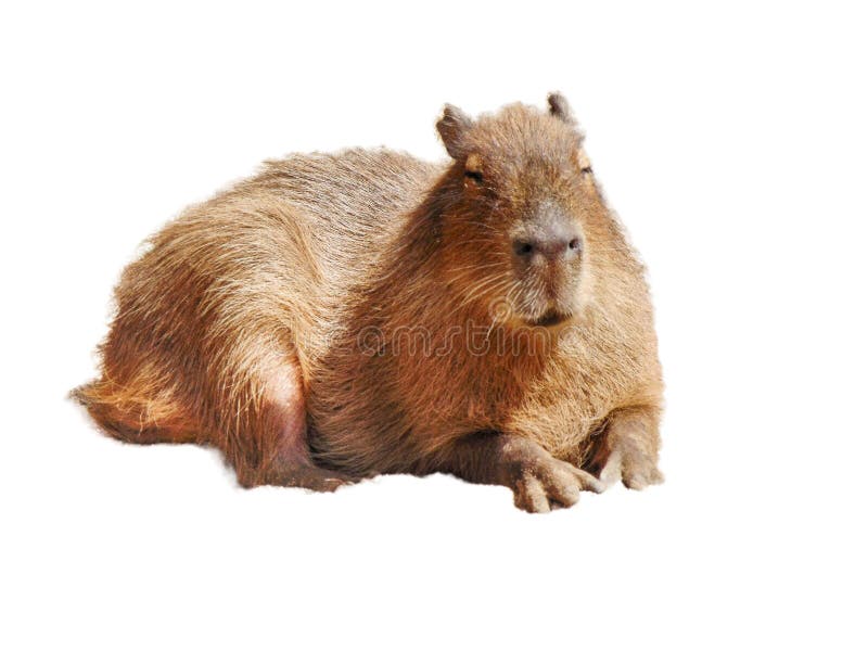 Capibara Aislado De Fondo Blanco. Foto de archivo - Imagen de blanco ...