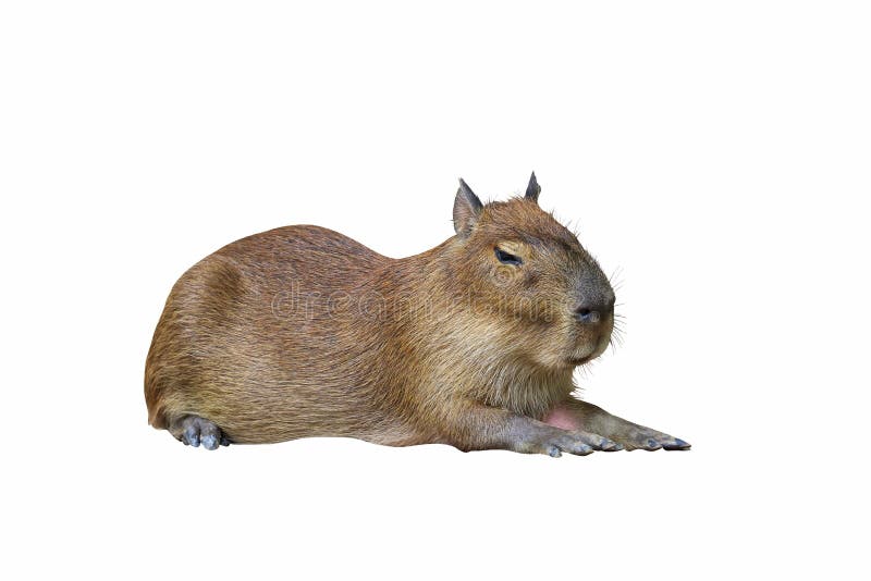 Capibara Aislado De Fondo Blanco. Imagen de archivo - Imagen de cierre ... Capibara Aislado De Fondo Blanco. Imagen de archivo - Imagen de cierre ...