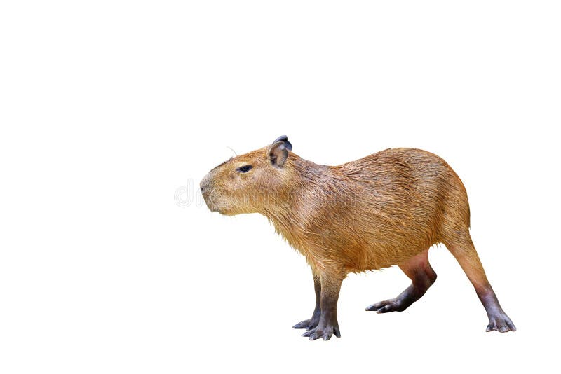 Capibara Aislado De Fondo Blanco. Foto de archivo - Imagen de divertido ...