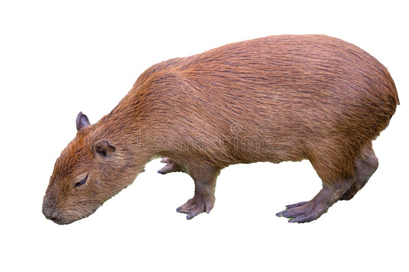 Capibara aislado en blanco imagen de archivo. Imagen de fondo - 372515197