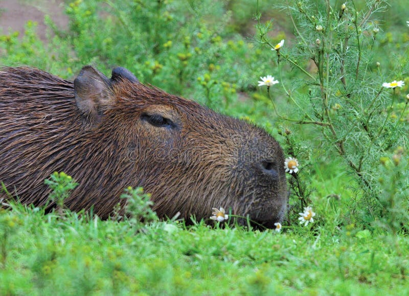 Capibara is in De Dierentuin is De Grootste Rat in De Wereld Stock ...