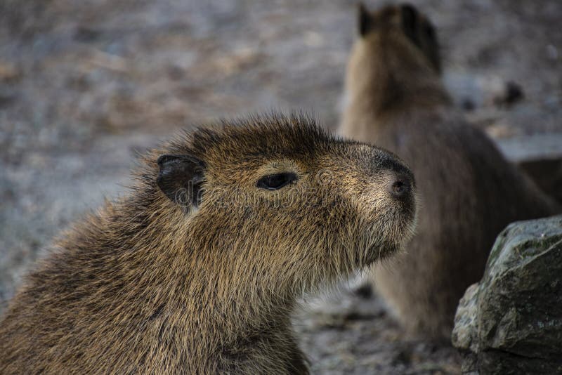 Capibara is in De Dierentuin is De Grootste Rat in De Wereld Stock Foto ...