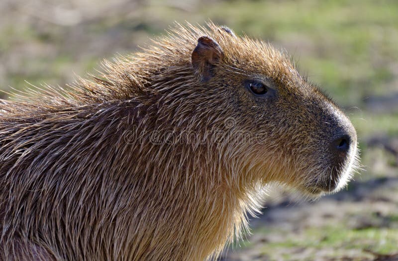 Capibara stock image. Image of water, hairy, capybara - 8154703