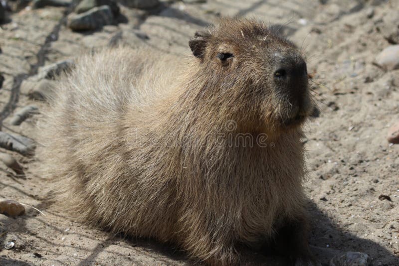 Capibara stock image. Image of capivaras, wetlands, capivara - 13785063