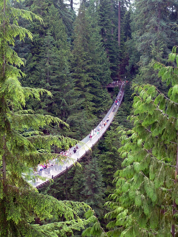 Skywalk above forest editorial photography. Image of vancouver - 35107497