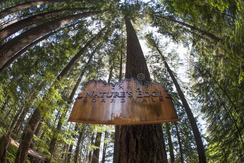 Capilano - Vancouver. stock photo. Image of tourist, suspended - 95405770