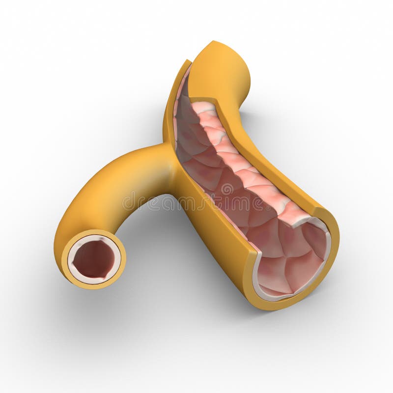 Capillari del sangue illustrazione di stock. Illustrazione di ...