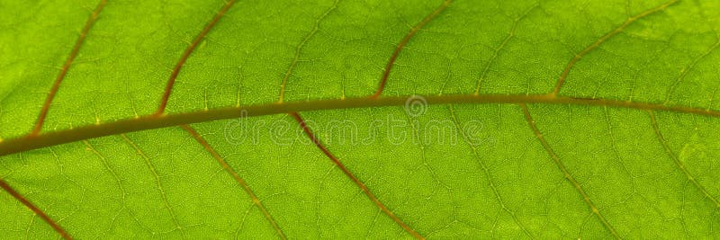 Capillaries and the Green Leaf Surface of a Plant in Sunlight, Close-up ...