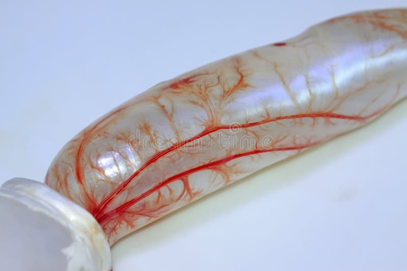 Capillaries in the Swim Bladder Stock Image - Image of fish, anatomy ...