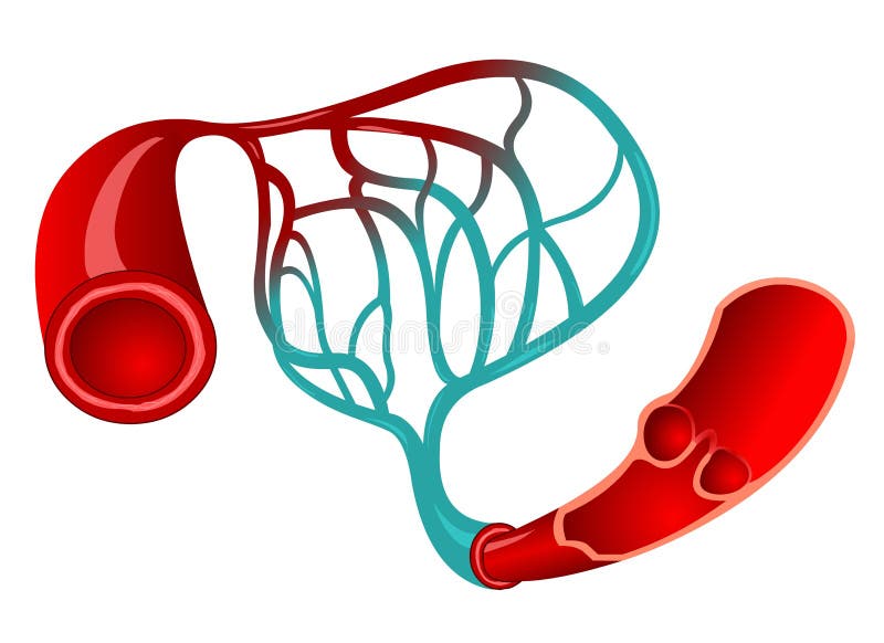 Capillaries Clipart