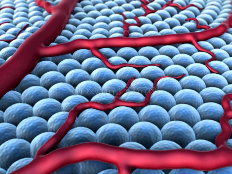 Capillary and cells stock illustration. Illustration of microbial ...