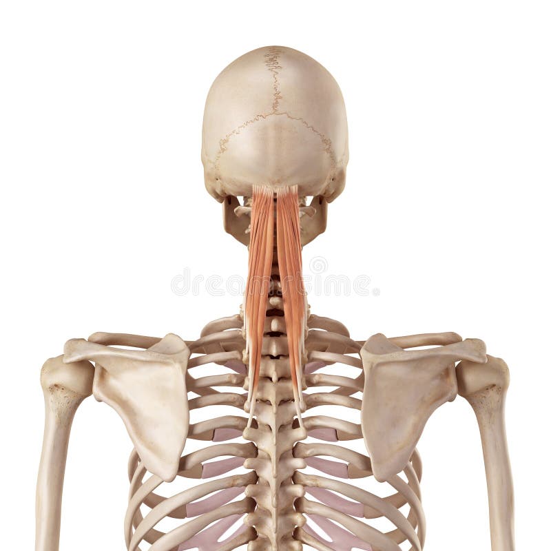 Capitis semispinalis иллюстрация штока. иллюстрации насчитывающей наука ...