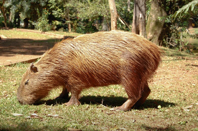 Capivara imagen de archivo. Imagen de exterior, brasil - 110552015
