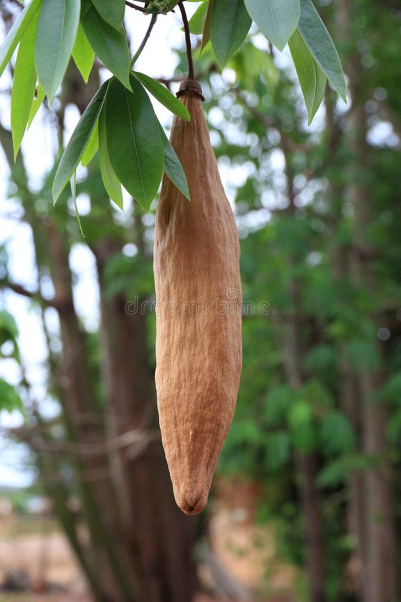 Capoc. immagine stock. Immagine di tessile, bianco, baccelli - 30496897