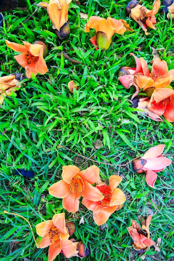 Capoc fotografia stock. Immagine di marrone, nave, filiale - 90026688