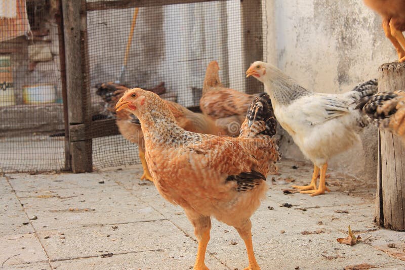 Capons stock photo. Image of phasianidae, beak, barn - 57793458