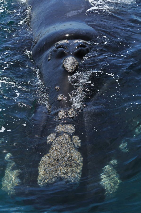 Capot photo stock. Image du marcheur, océan, baleines - 34589468