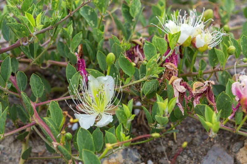 Capparis or caper shrubs. stock image. Image of fresh - 75234291