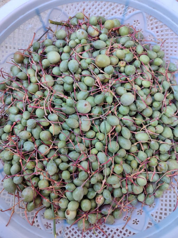 Capparis Decidua Fruit for Pickle Stock Image - Image of agriculture ...