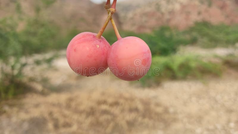 Capparis Dedidua Karira Fruit Stock Image - Image of tree, evergreen: 246886987