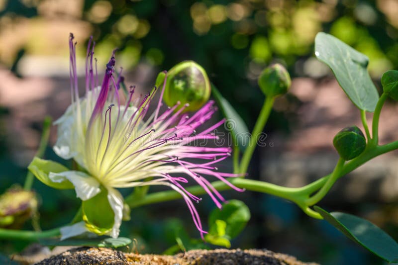 Capparis Spinosa or Flinders Rose Stock Photo - Image of horizontal ...