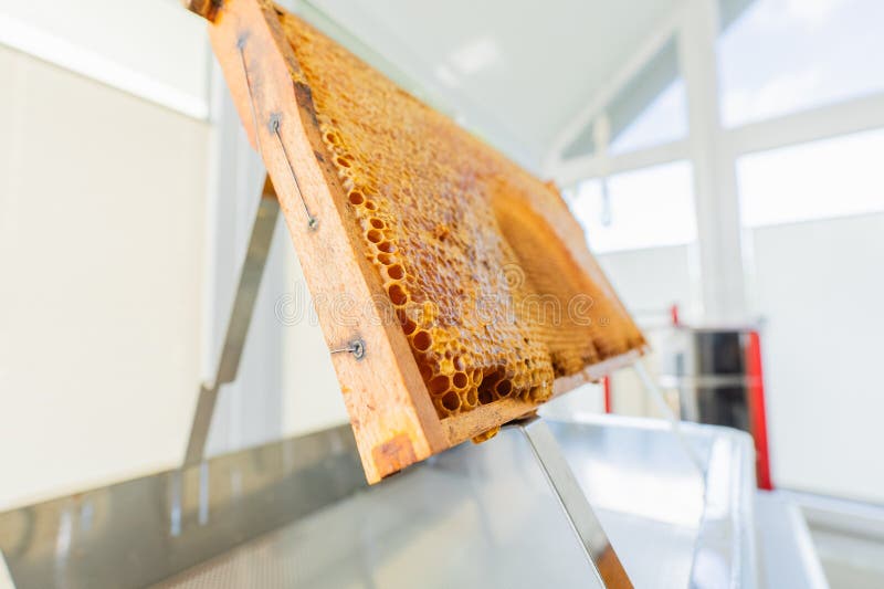 Capped Beehive Frame of a Beehive Standing on a Uncapping Tray Stock ...