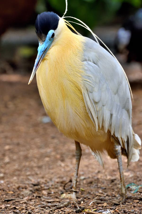 Capped Heron stock photo. Image of distinguished, america - 92045048