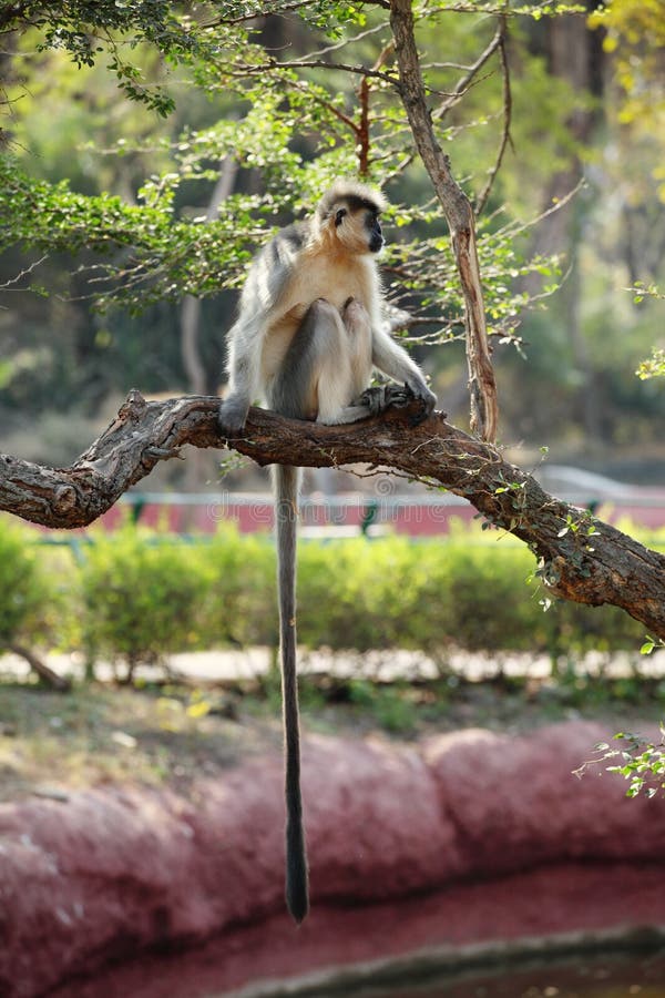 Capped Langur Monkey With Long Tail Stock Photos - Image: 23545533