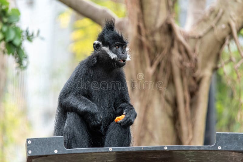 Angry Langur Monkey Stock Photos - Free & Royalty-Free Stock Photos ...