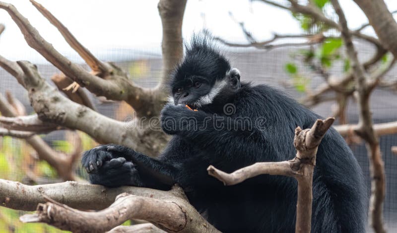 Angry Langur Monkey Stock Photos - Free & Royalty-Free Stock Photos ...