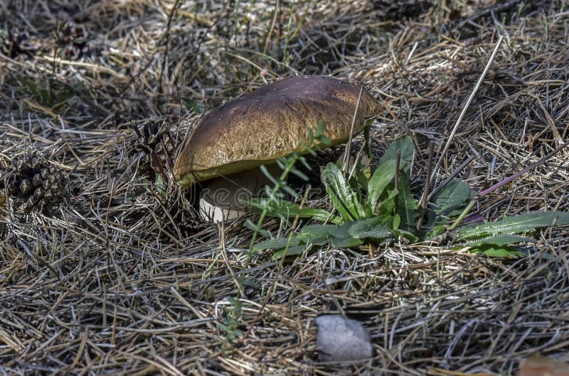Capped mushroom fotografering för bildbyråer. Bild av fauna - 100175633