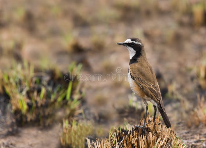 Capped wheatear stock image. Image of conservation, capped - 19667397
