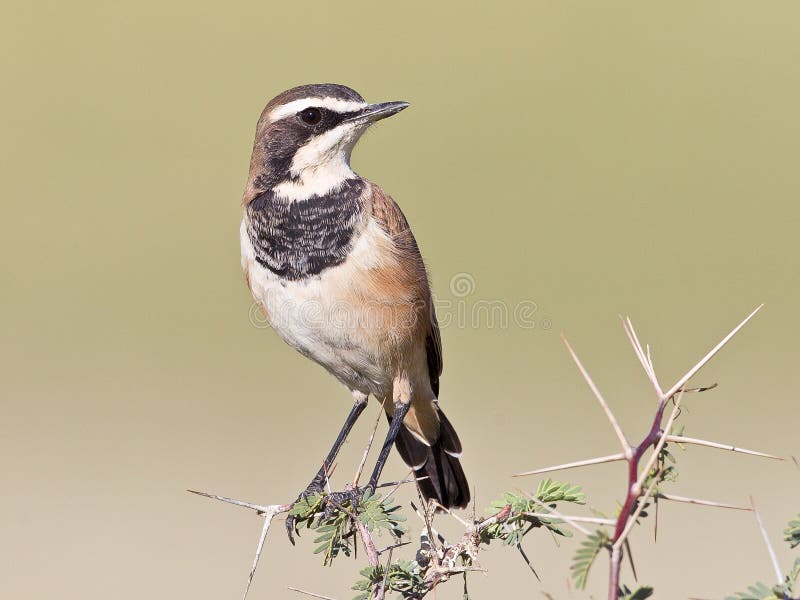 Capped Wheatear stock image. Image of thorns, south, african - 24218923