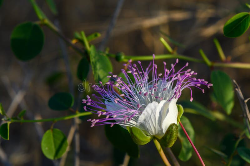 Capper Flower with Its Leaf and Buds As Background.Selective Focus 1 ...