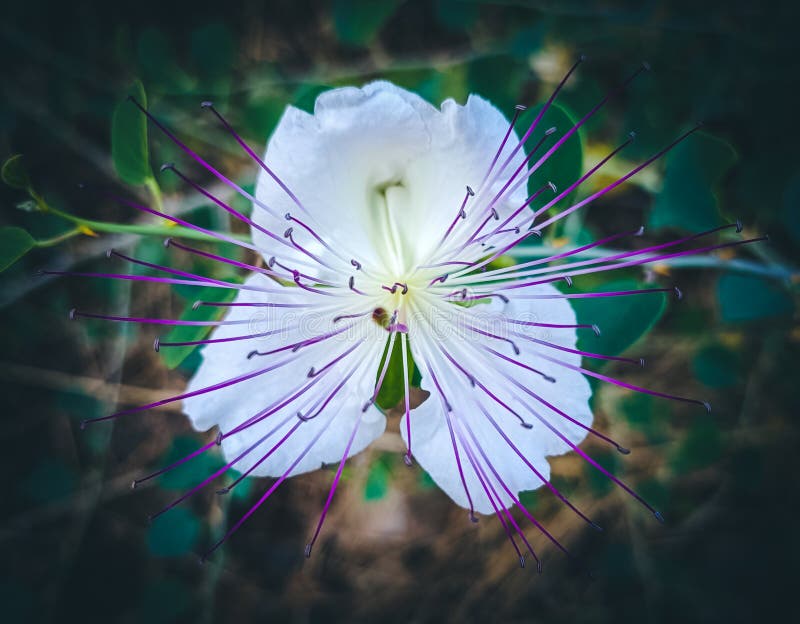 Cappery, caper Bush stock photo. Image of pink, cappery - 255104198