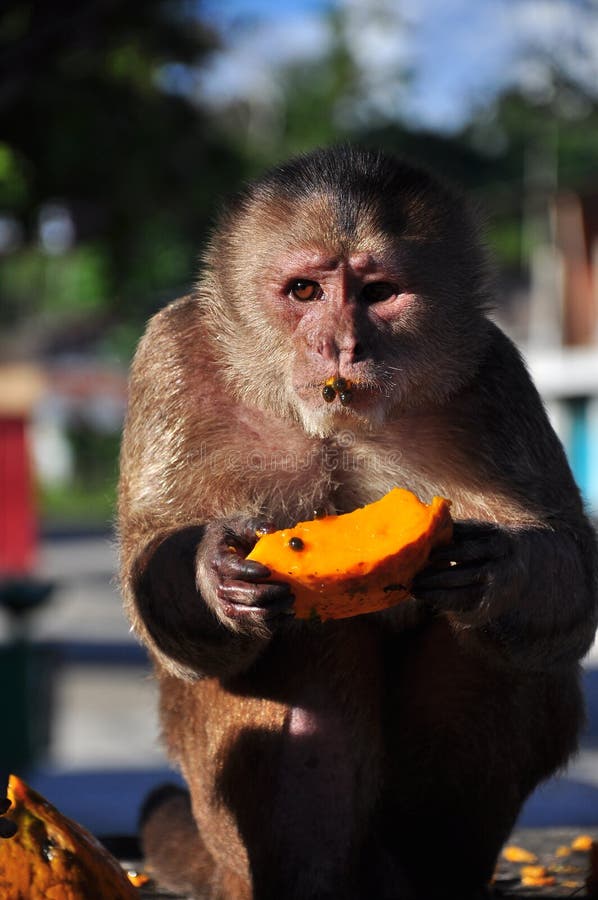 A Cappuchine Monkey Eating Papaya Stock Image - Image of costa, primate ...