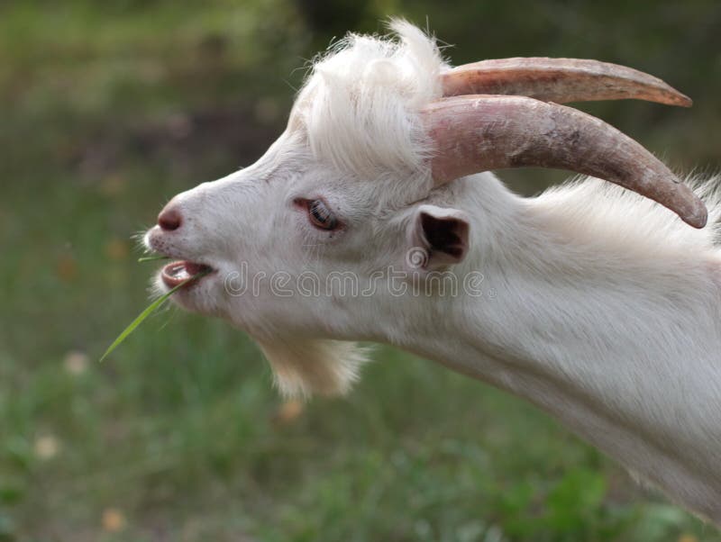 Capra fotografia stock. Immagine di infante, orecchi - 103015396